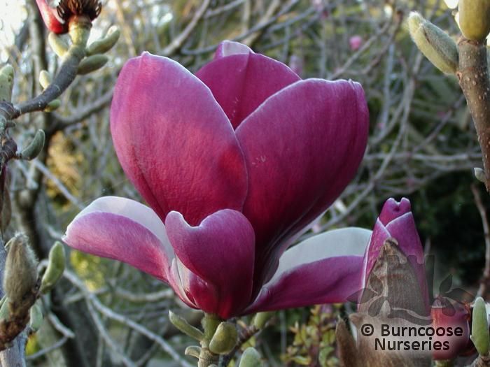 Magnolia Ruby Wedding