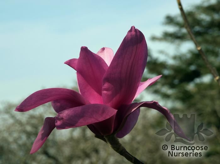 Magnolia 'Ruth' from Burncoose Nurseries