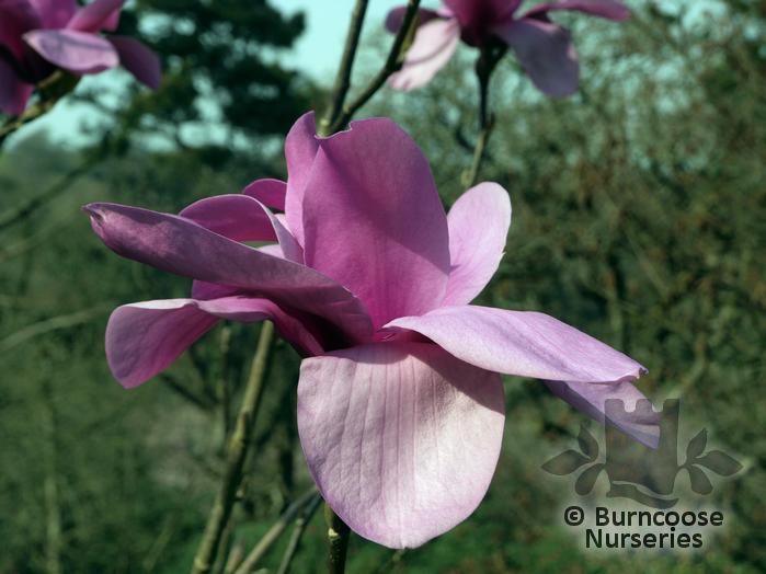 Magnolia 'Ruth' from Burncoose Nurseries