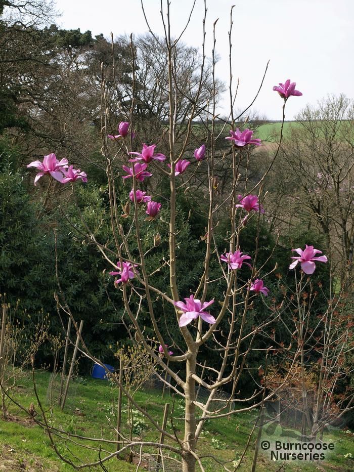 Magnolia 'Ruth' from Burncoose Nurseries
