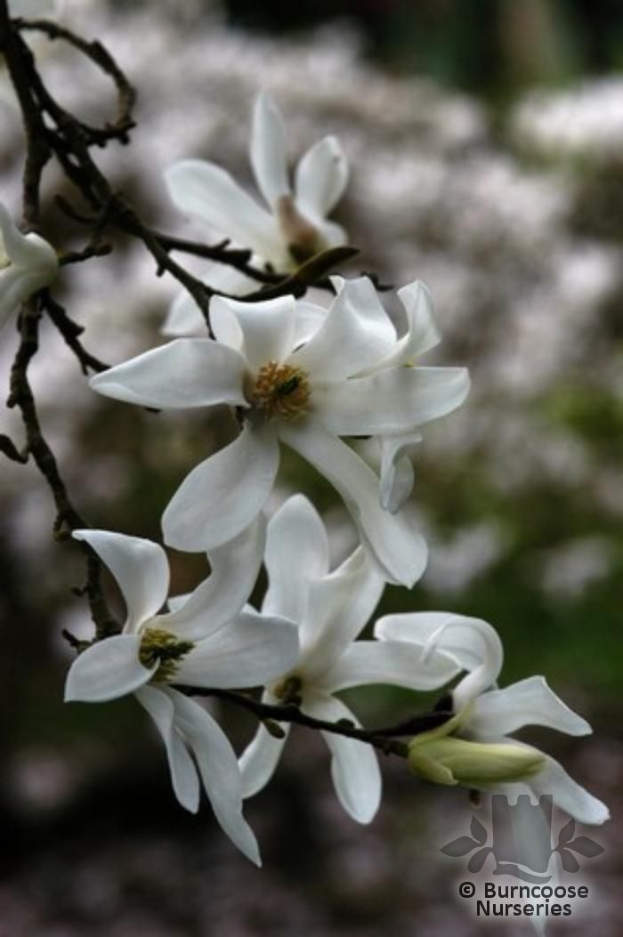 Magnolia Salicifolia from Burncoose Nurseries