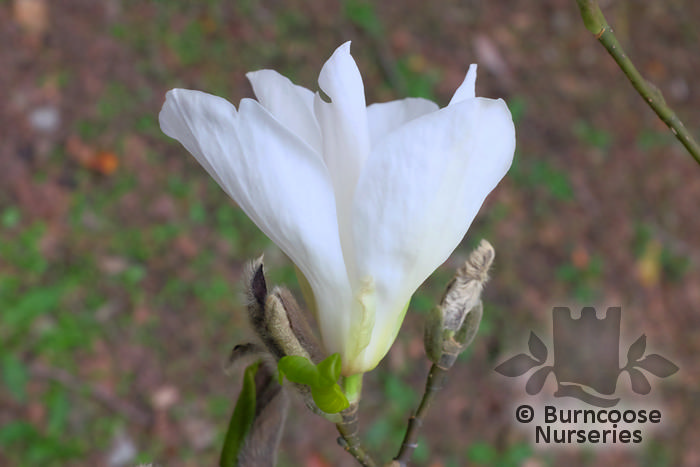 Magnolia 'Wada'S Memory' from Burncoose Nurseries