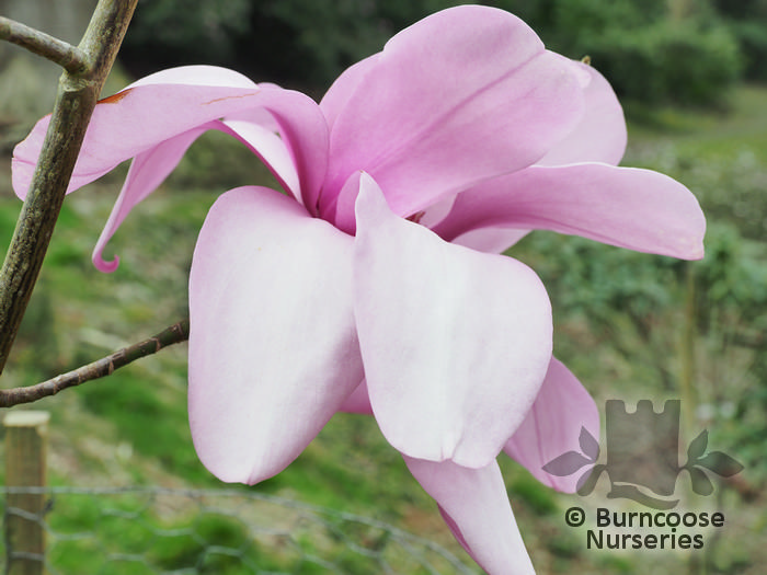 Magnolia Sargentiana Var Robusta 'Blood Moon' from Burncoose Nurseries