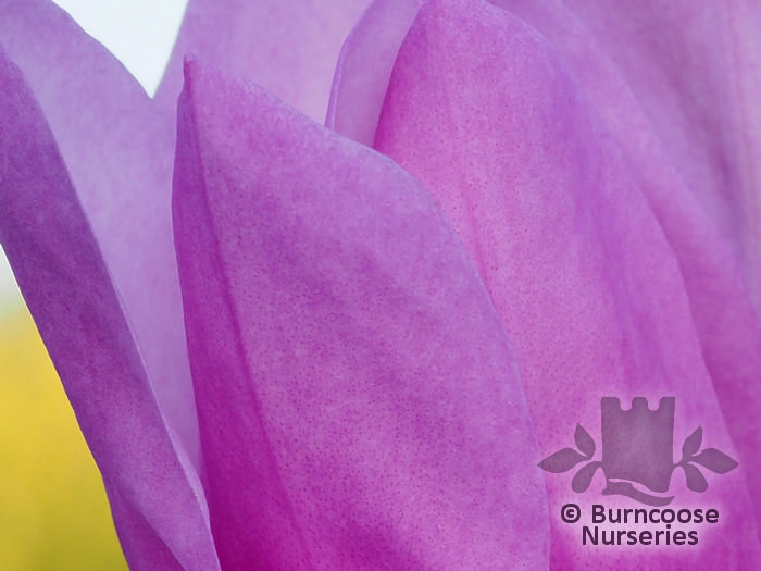 Magnolia Sargentiana Var Robusta 'Blood Moon' from Burncoose Nurseries