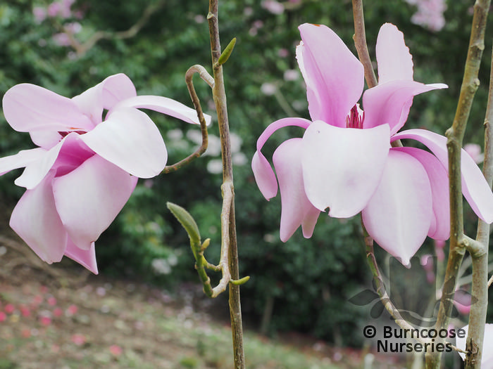 Magnolia Sargentiana Var Robusta 'Blood Moon' from Burncoose Nurseries