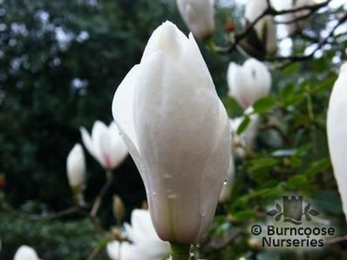 Magnolia 'Sayonara' from Burncoose Nurseries