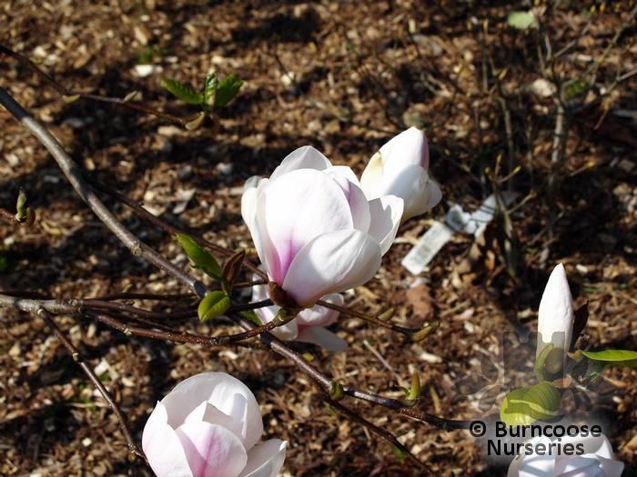 Magnolia 'Sayonara' from Burncoose Nurseries