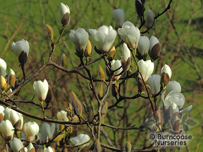 Magnolia 'Pickard'S Snow Queen' from Burncoose Nurseries