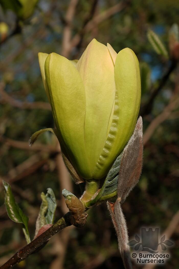 Magnolia 'Solar Flair' from Burncoose Nurseries