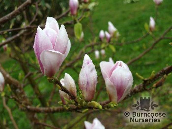 Magnolia X Soulangeana 'Alexandrina' from Burncoose Nurseries