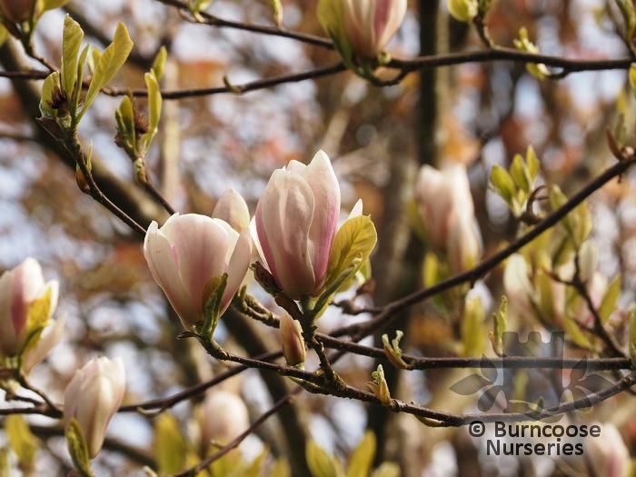 Magnolia X Soulangeana 'Alexandrina' from Burncoose Nurseries