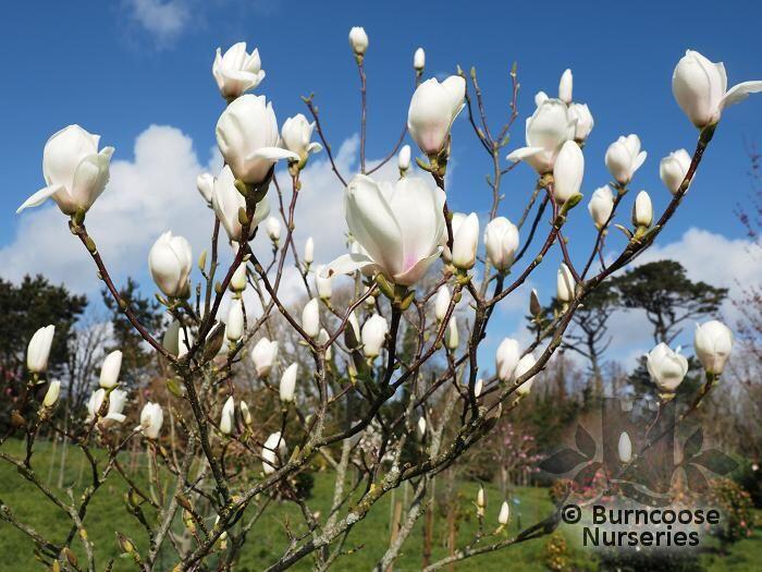 Magnolia 'Spring Rite' from Burncoose Nurseries