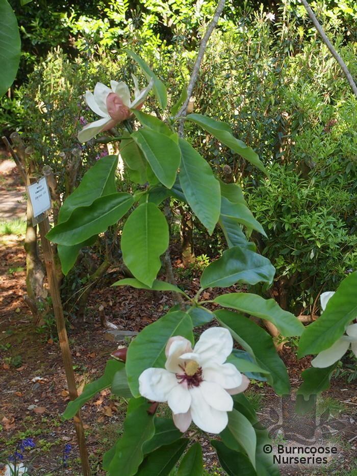 Magnolia 'Summer Solstice' from Burncoose Nurseries