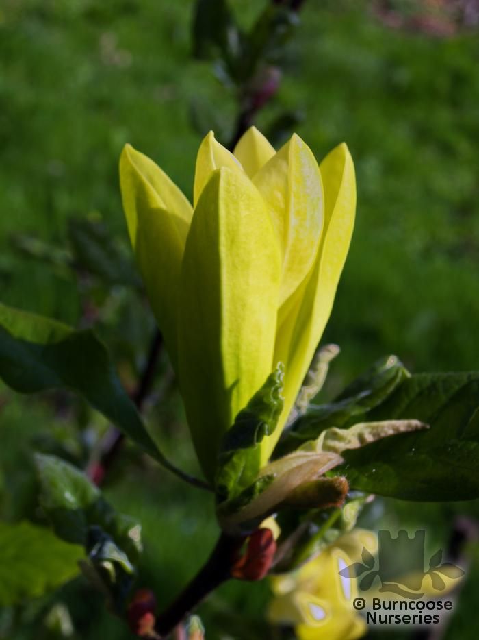 Magnolia 'Sunburst' from Burncoose Nurseries