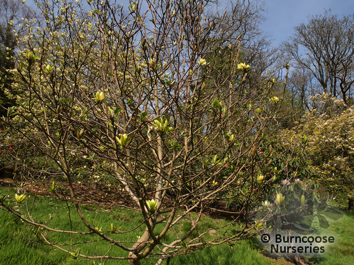 Magnolia 'Sunburst' from Burncoose Nurseries