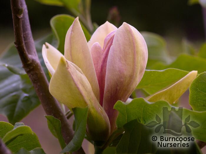 Magnolia 'Sunsation' from Burncoose Nurseries