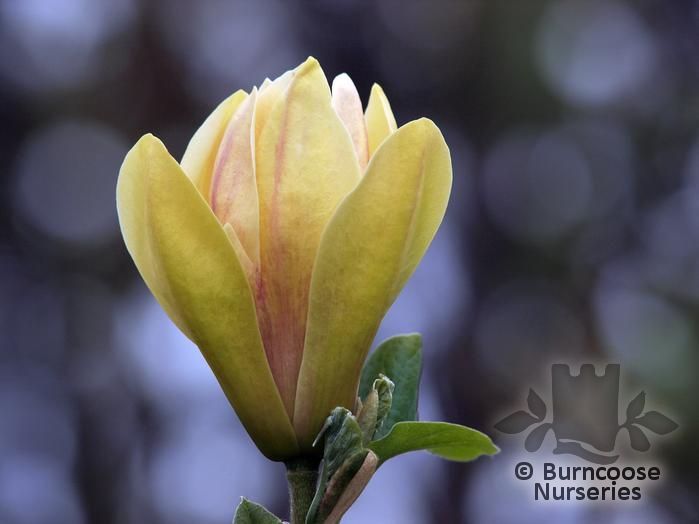 Magnolia 'Sunsation' from Burncoose Nurseries