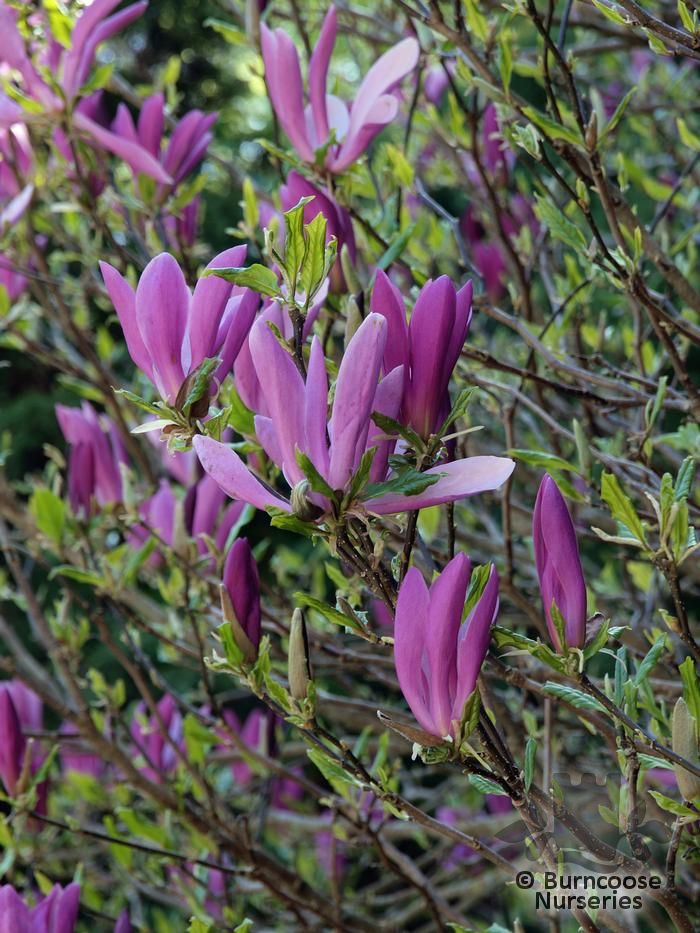 Magnolia 'Susan' from Burncoose Nurseries