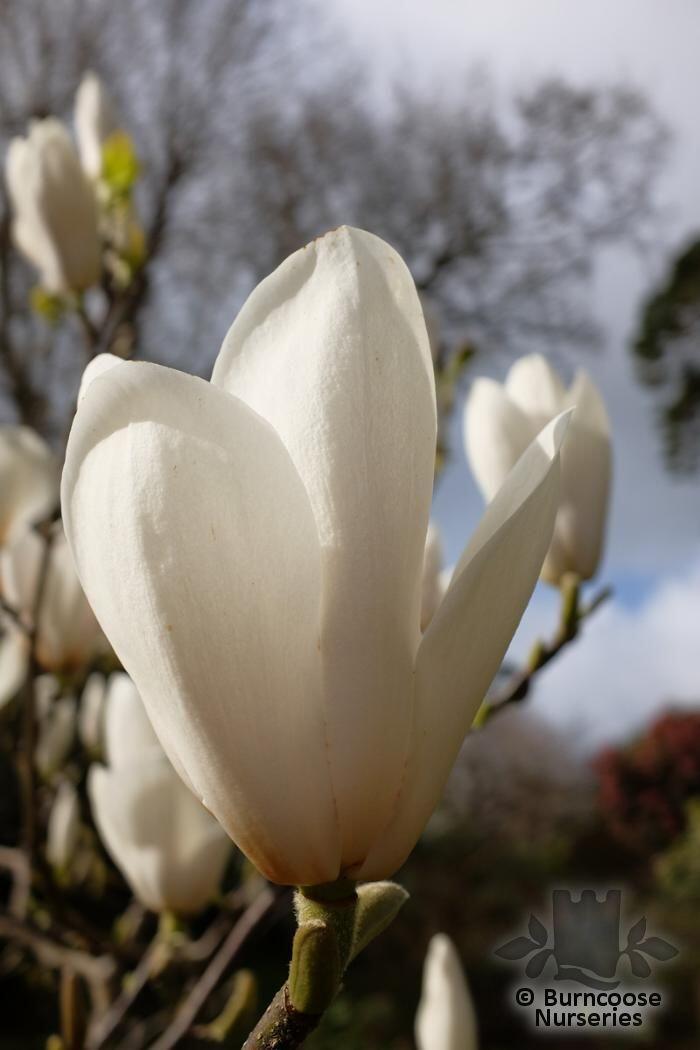 Magnolia 'Sweet Sixteen' from Burncoose Nurseries