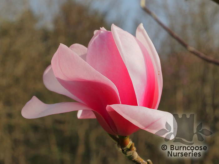 Magnolia 'Sweetheart' from Burncoose Nurseries