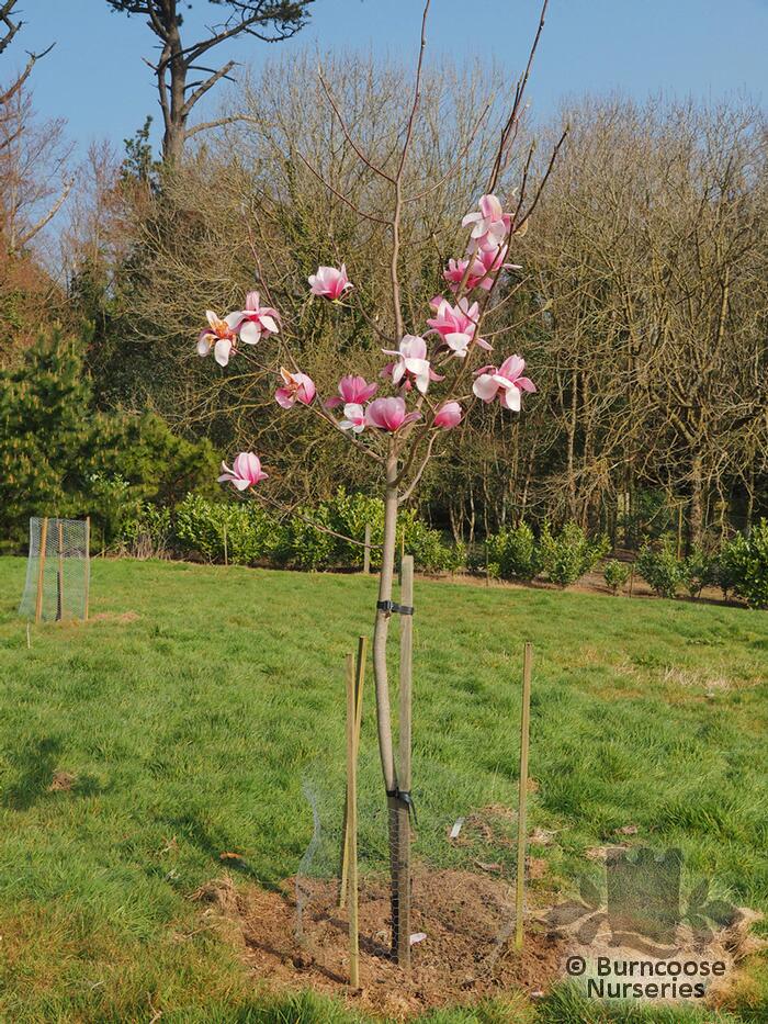 Magnolia 'Sweetheart' from Burncoose Nurseries