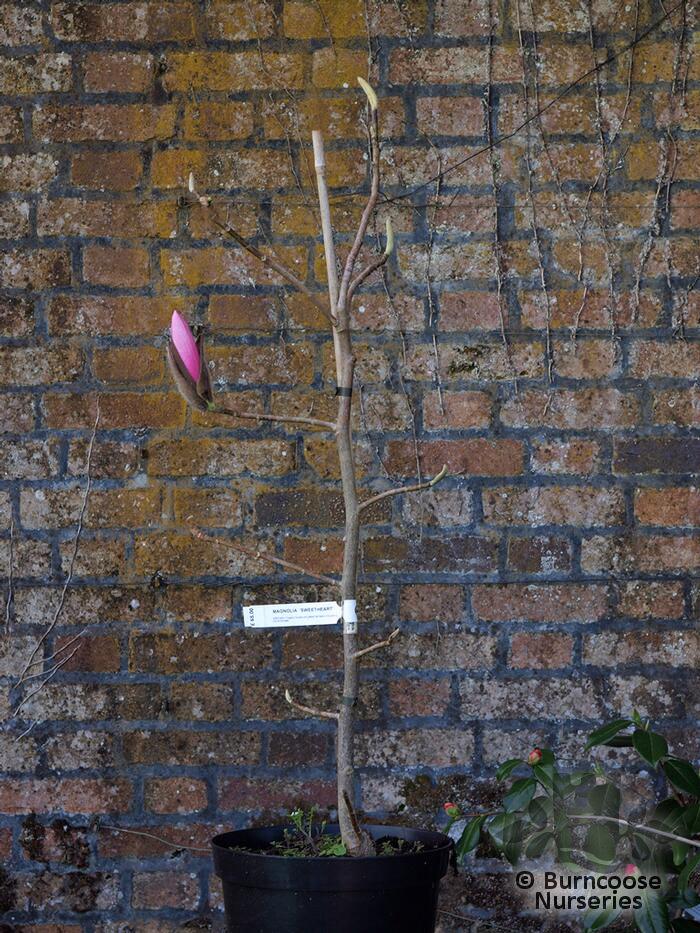 Magnolia 'Sweetheart' from Burncoose Nurseries