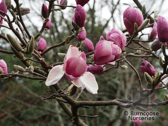 Magnolia 'Todd'S Forty Niner' from Burncoose Nurseries