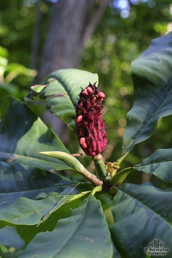 Magnolia Tripetala from Burncoose Nurseries