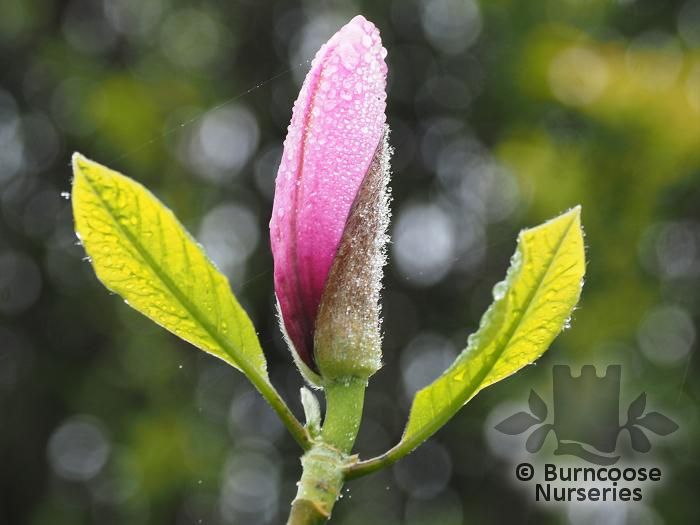 Magnolia 'Ula' from Burncoose Nurseries