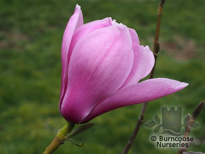 Magnolia Dawsoniana 'Valley Splendour' from Burncoose Nurseries