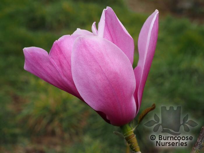 Magnolia Dawsoniana 'Valley Splendour' from Burncoose Nurseries