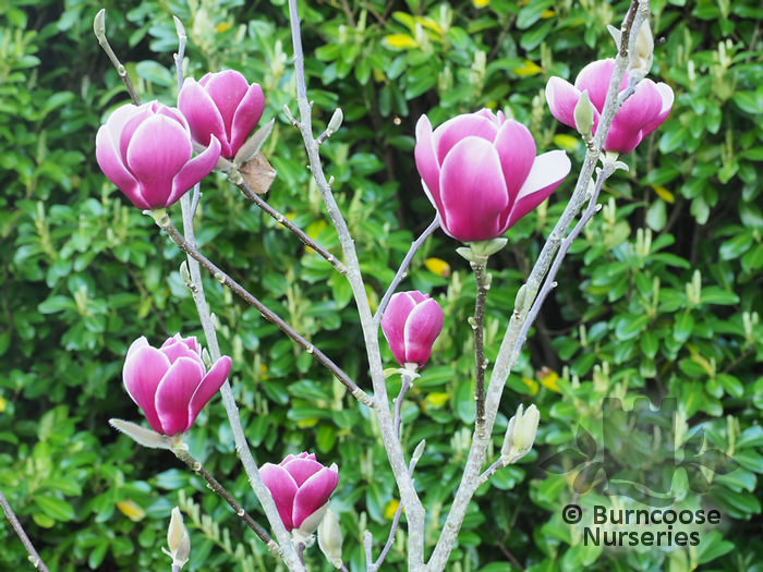 Magnolia 'Venus' from Burncoose Nurseries