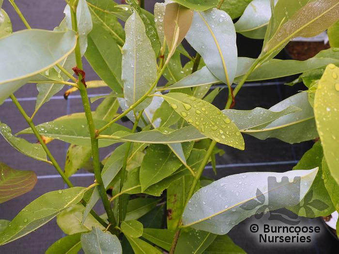 Magnolia Virginiana 'Santa Rosa' from Burncoose Nurseries