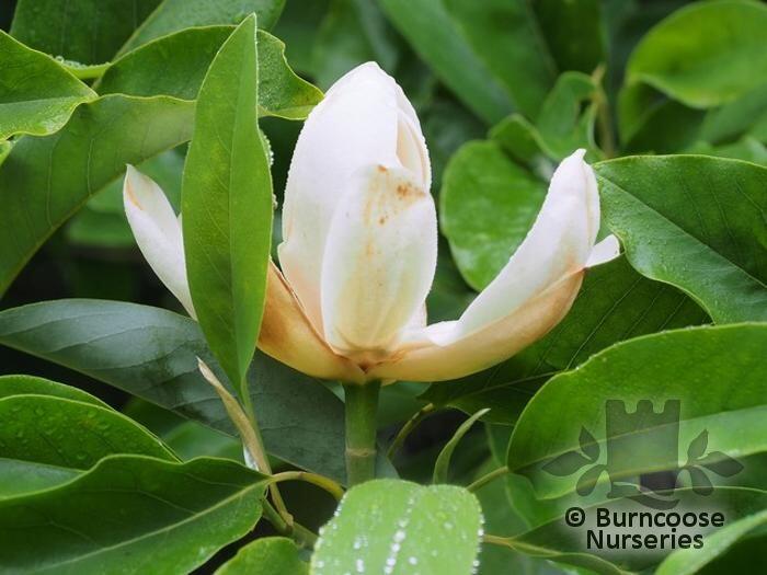 Magnolia from Burncoose Nurseries - Page 16