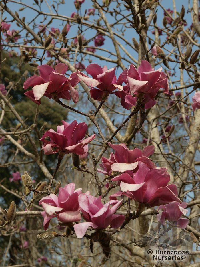 Magnolia 'Vulcan' from Burncoose Nurseries