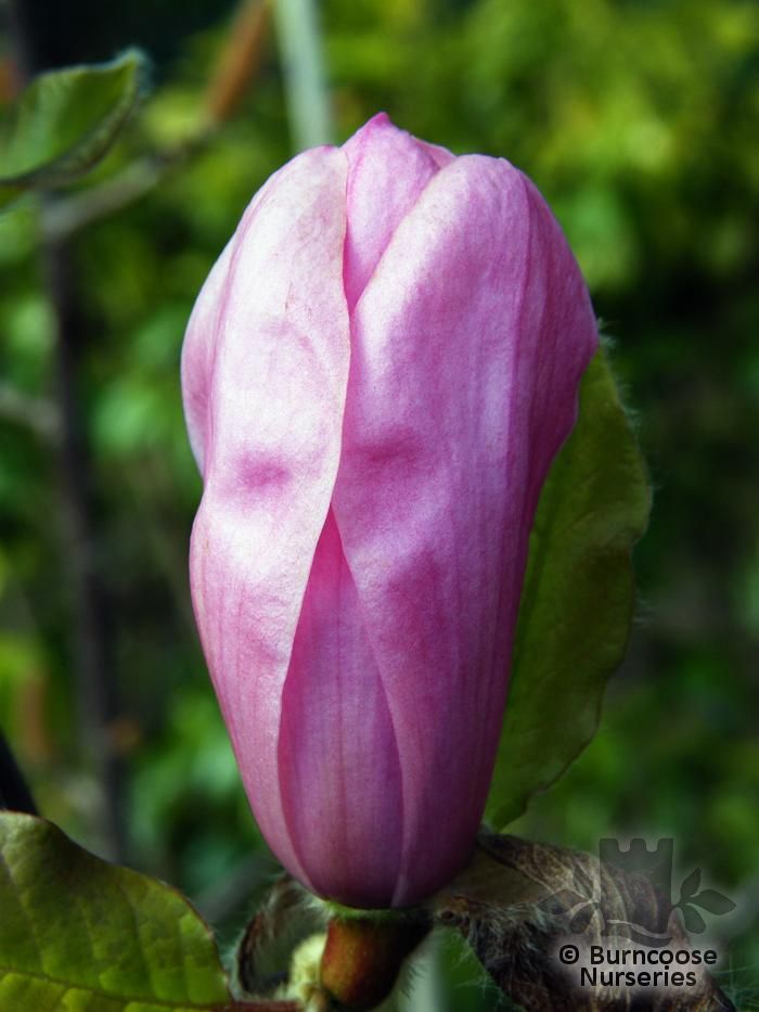 Magnolia 'Vulcan' from Burncoose Nurseries