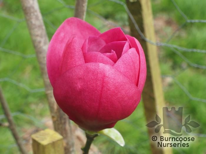 Magnolia 'Watermelon' from Burncoose Nurseries