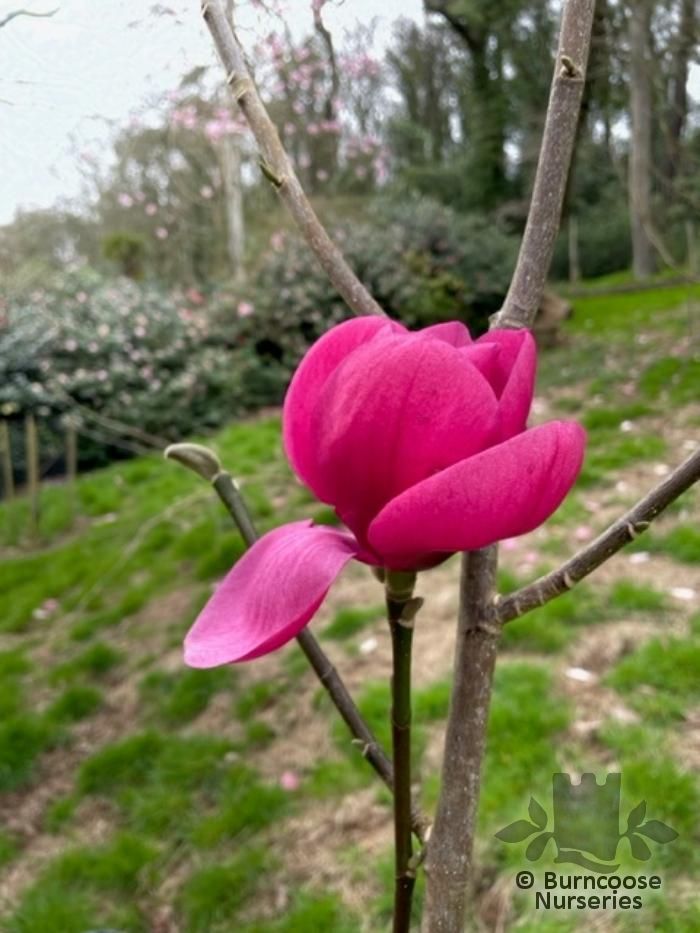 Magnolia 'Watermelon' from Burncoose Nurseries