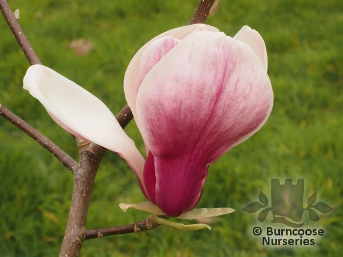Magnolia 'Wim Rutten' from Burncoose Nurseries