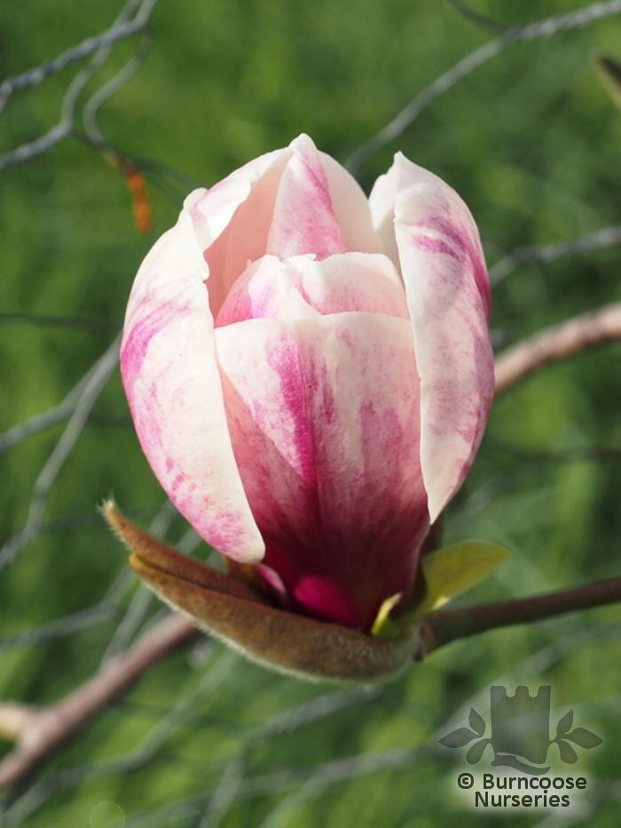 Magnolia 'Wim Rutten' from Burncoose Nurseries