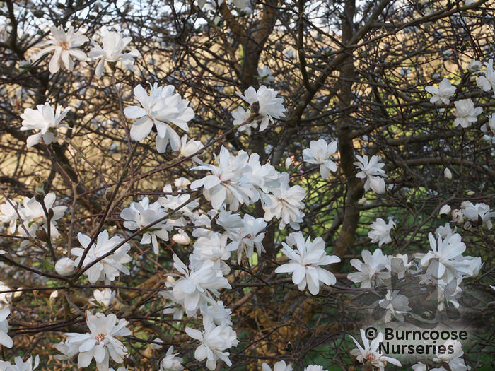Magnolia X Loebneri 'Powder Puff' from Burncoose Nurseries