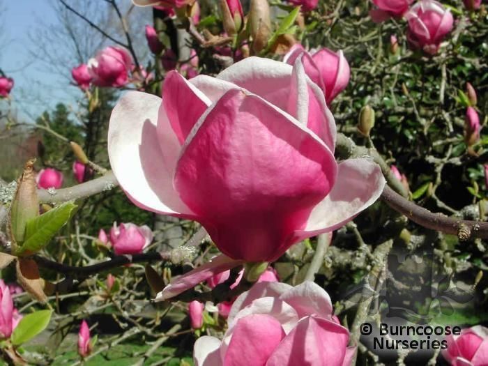 Magnolia X Soulangeana 'Rustica Rubra' from Burncoose Nurseries