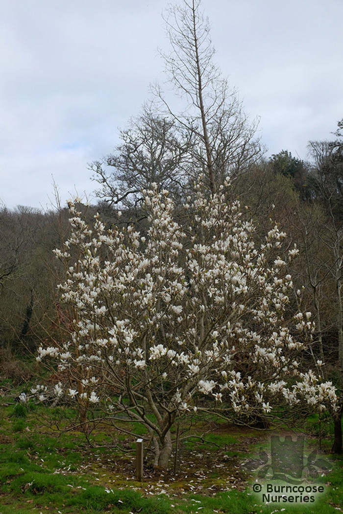 Magnolia X Soulangeana 'Alba Superba' from Burncoose Nurseries