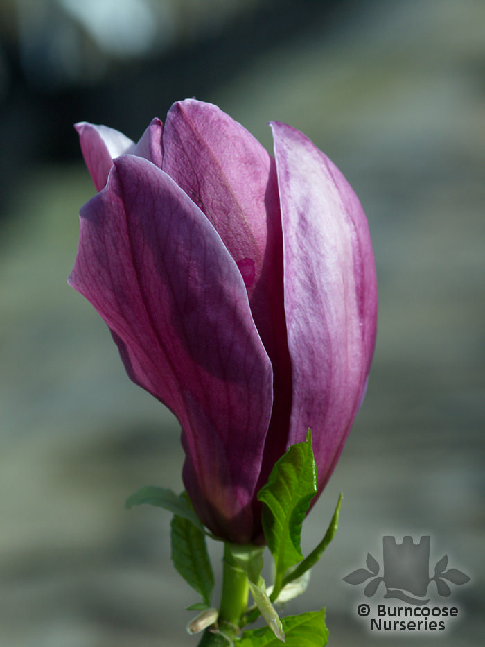 Magnolia X Soulangeana 'Rustica Rubra' from Burncoose Nurseries