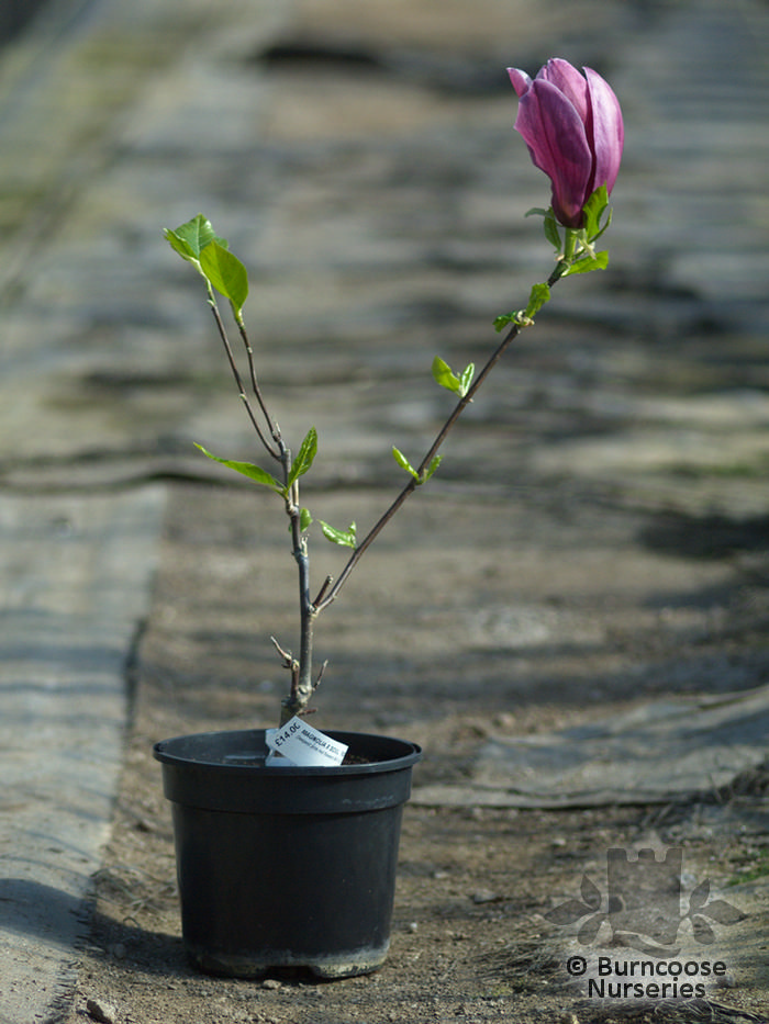 Magnolia X Soulangeana 'Rustica Rubra' from Burncoose Nurseries