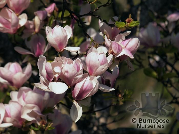 Magnolia X Soulangeana 'Sundew' from Burncoose Nurseries