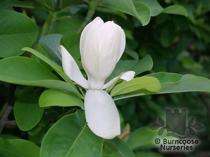 Magnolia X Thompsoniana from Burncoose Nurseries