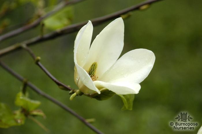 Magnolia 'Yellow Fever' from Burncoose Nurseries