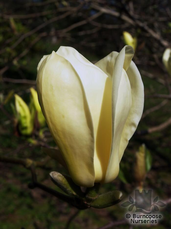 Magnolia 'Yellow Fever' from Burncoose Nurseries