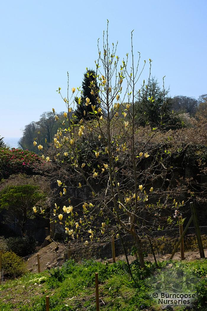 Magnolia 'Yellow Lantern' from Burncoose Nurseries